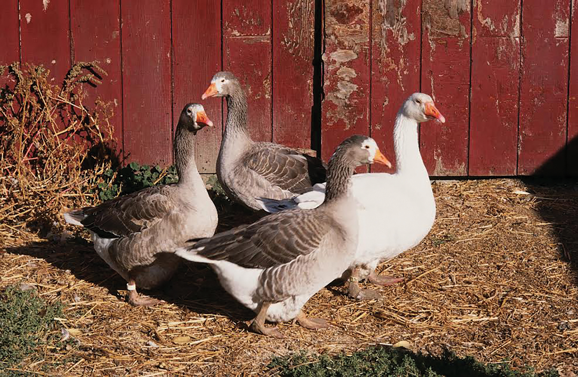 Domestic Geese Breeds Grit Domestic Geese Breeds Grit